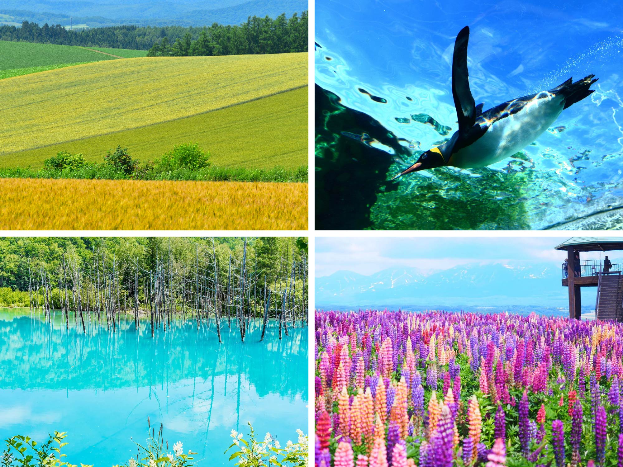 日帰り観光バスツアー付き！北海道旅行 東京発｜北海道旅行・北海道ツアーを予約するならJALで行く格安旅行のジェイトリップ